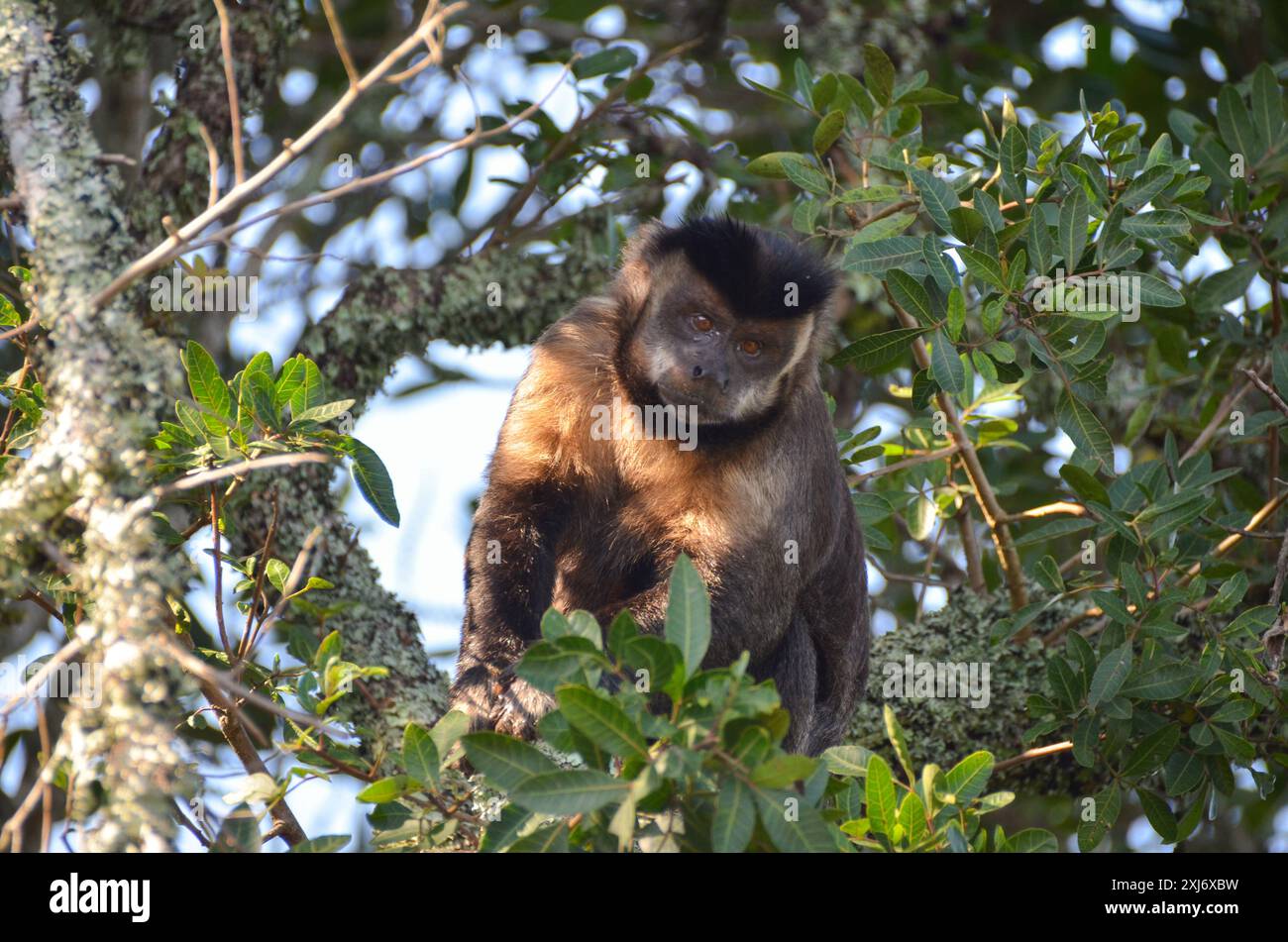 A capuchin monkey or capuchin monkey (Cebus apella) climbing a tree in ...