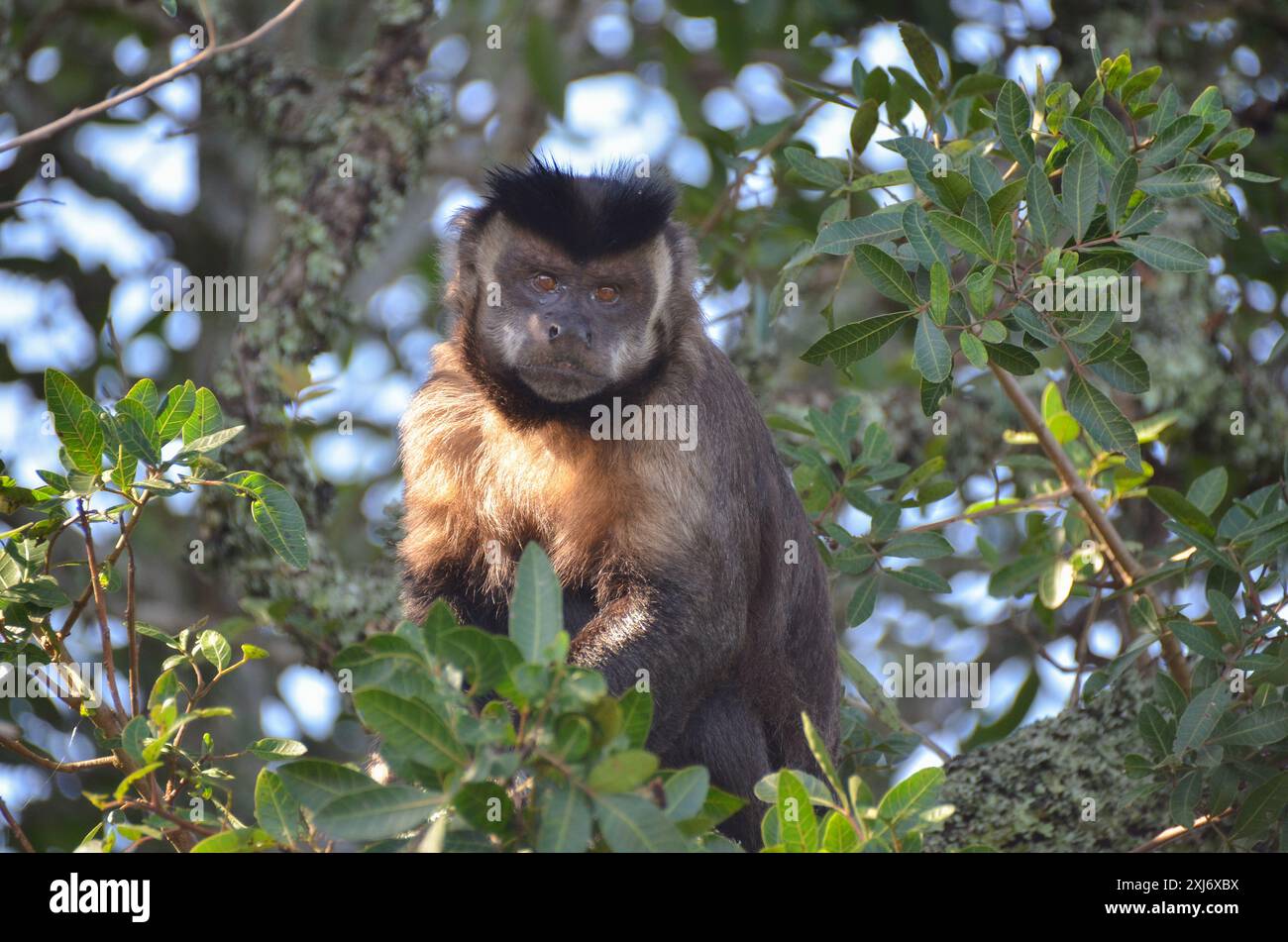 A capuchin monkey or capuchin monkey (Cebus apella) climbing a tree in ...