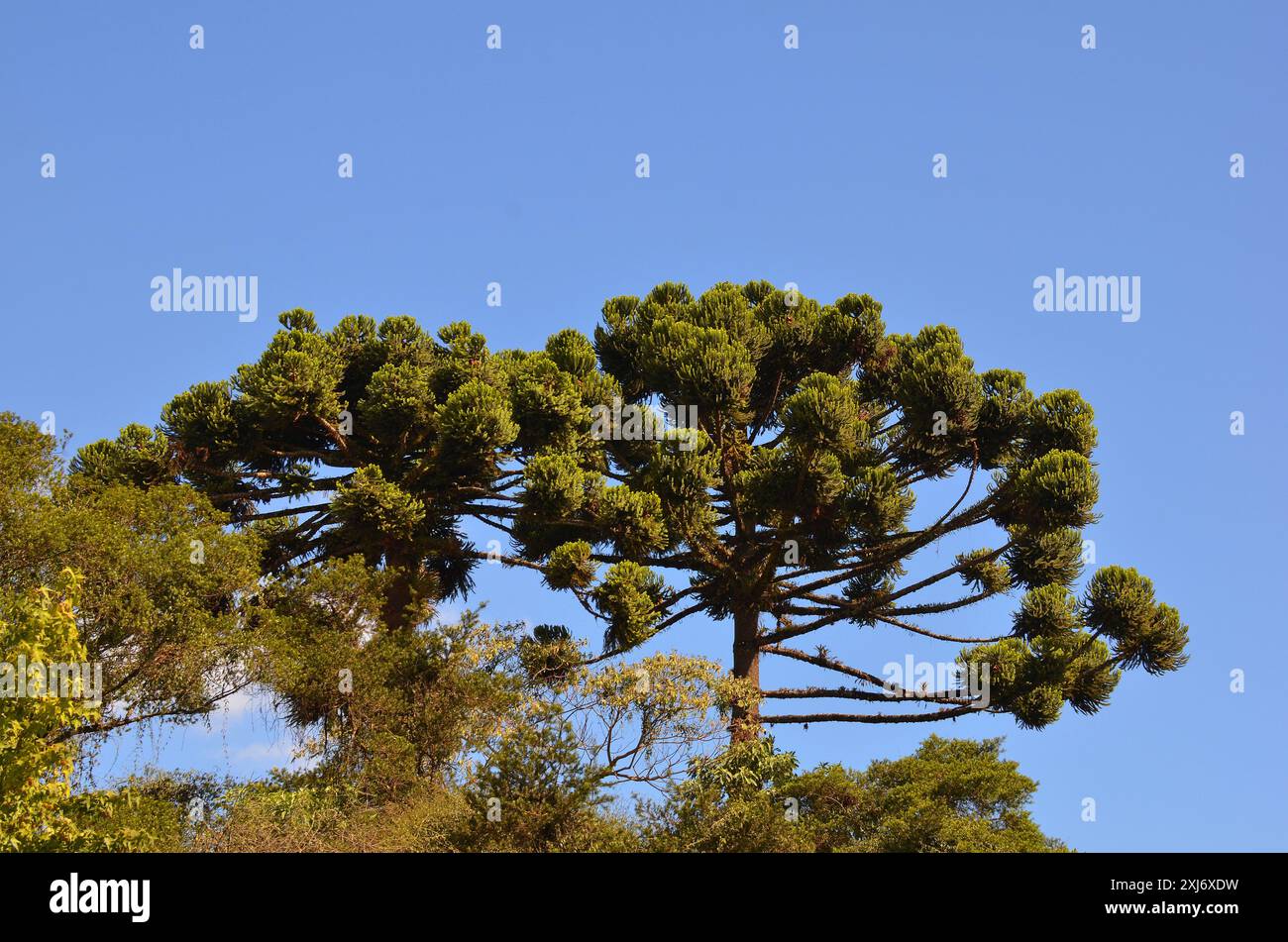 Brazilian pine tree hi-res stock photography and images - Alamy