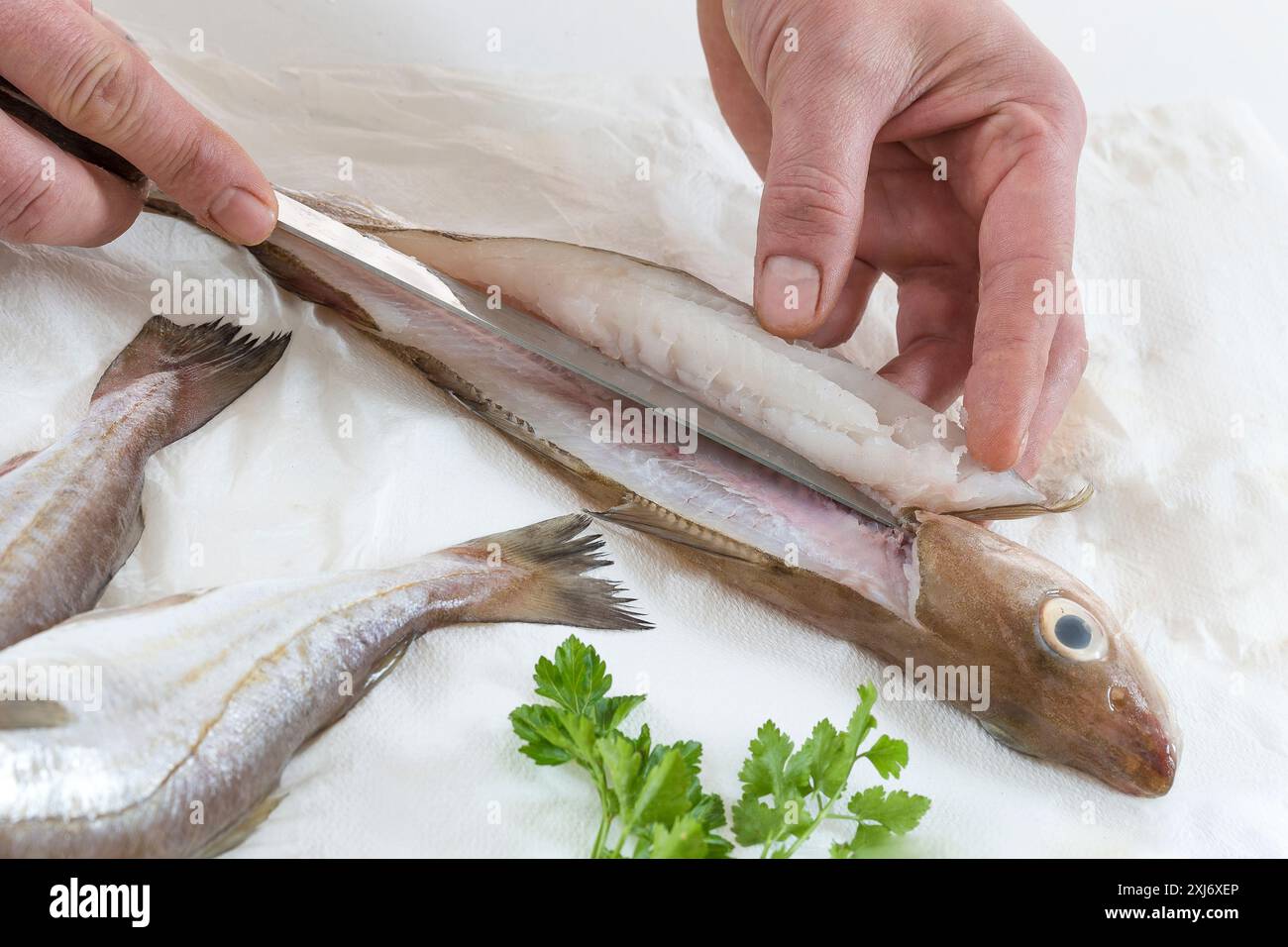 Person filleting a whiting fish Stock Photo - Alamy