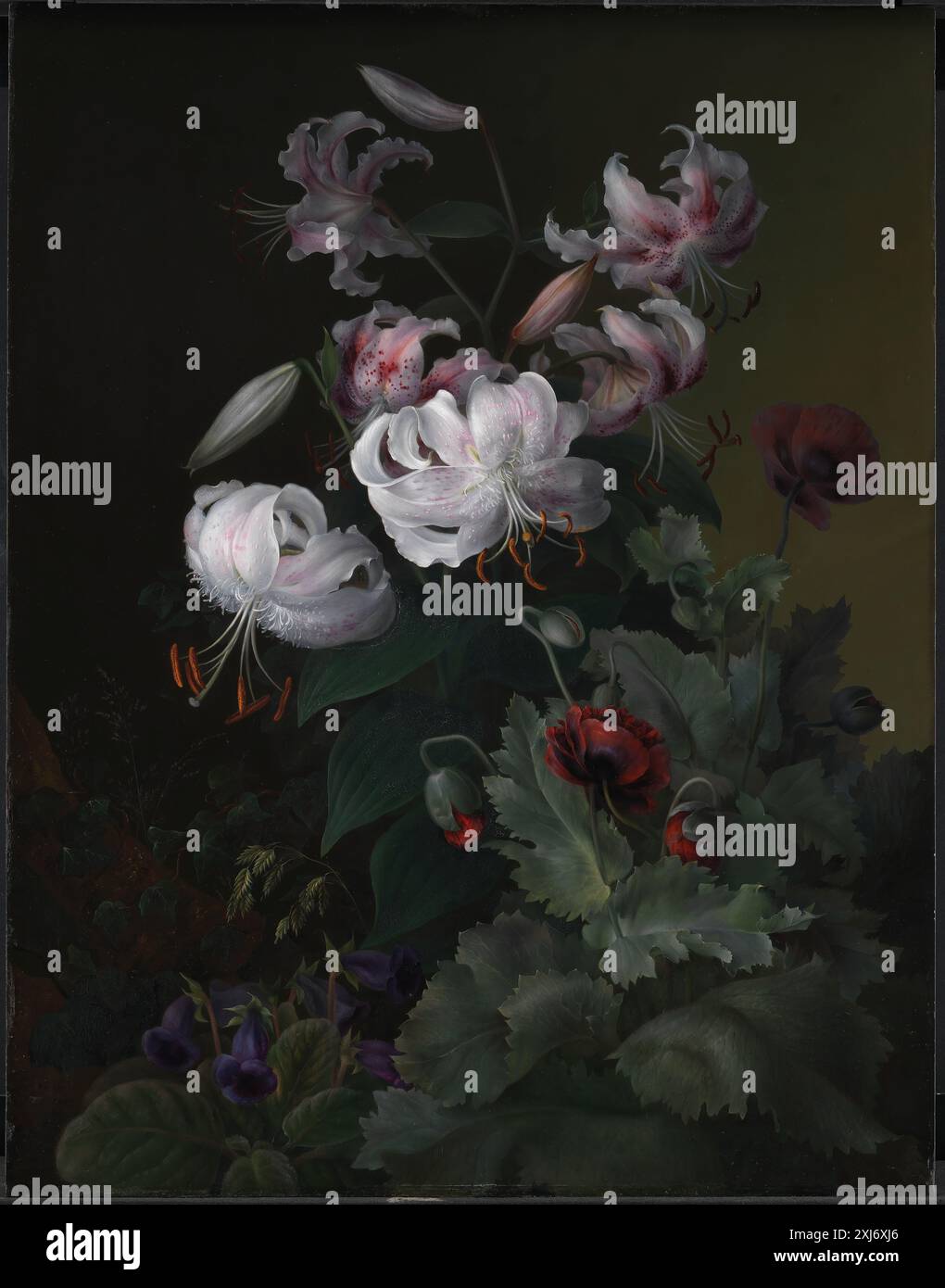 Neergaard hermania hi-res stock photography and images - Alamy