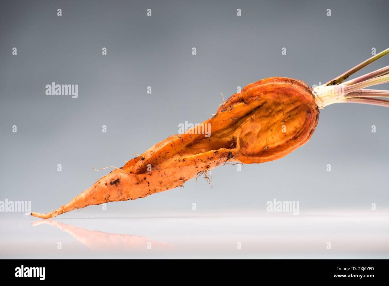 Rotten meal hi-res stock photography and images - Alamy