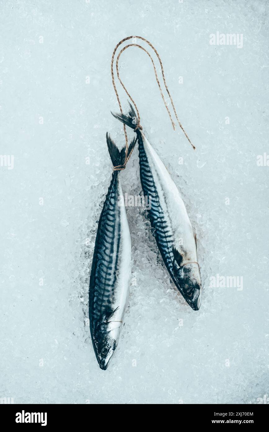 top view of raw mackerel fish tied with rope on ice Stock Photo - Alamy