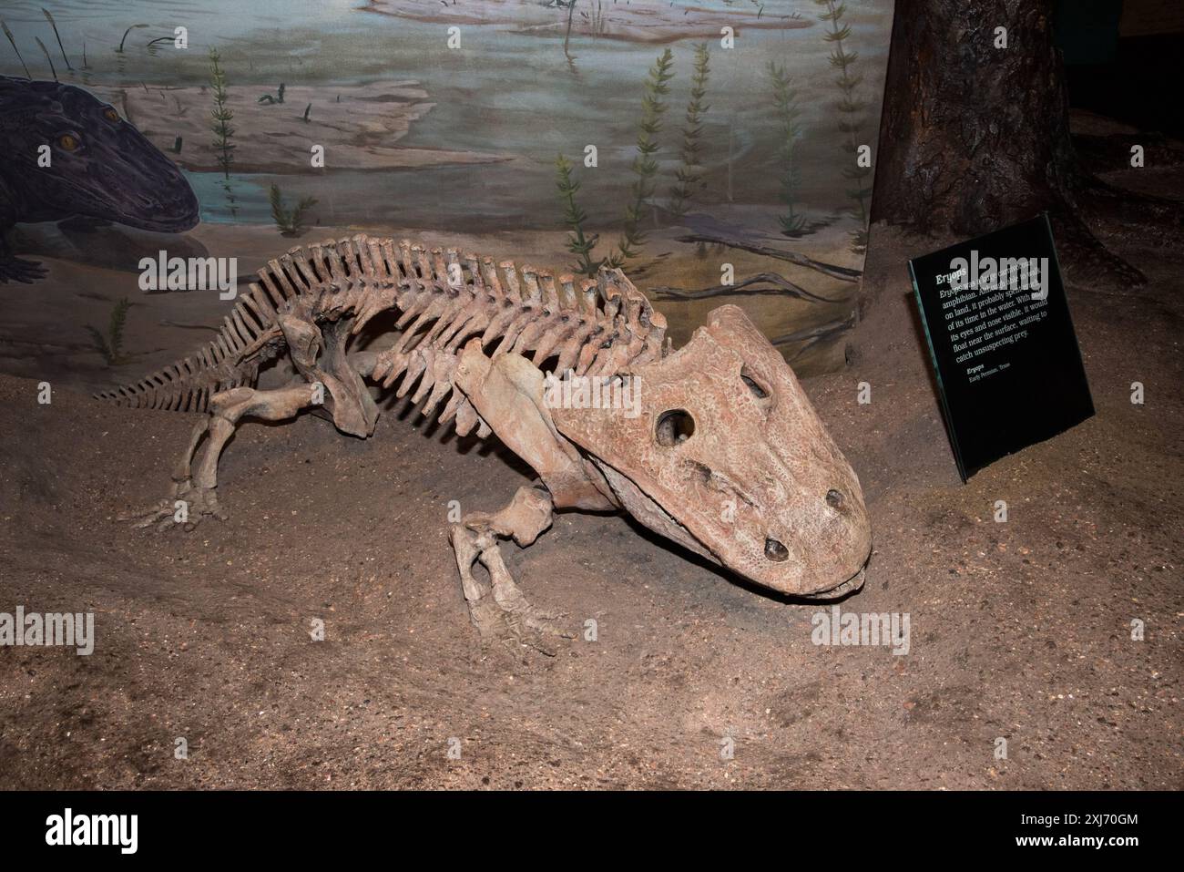 Royal Tyrrell Museum of Palaeontology in Drumheller in Alberta provides ...