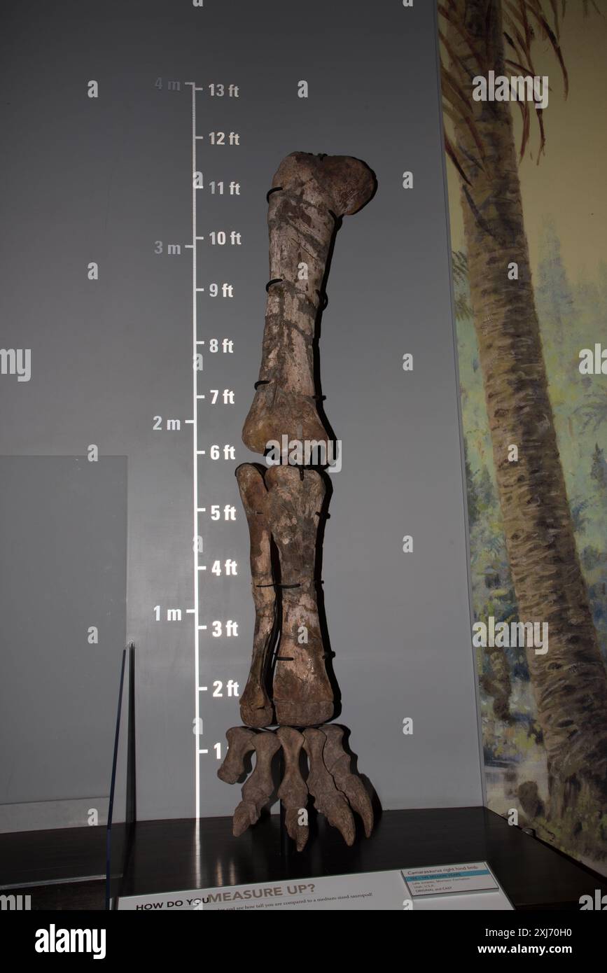 Royal Tyrrell Museum of Palaeontology in Drumheller in Alberta provides ...