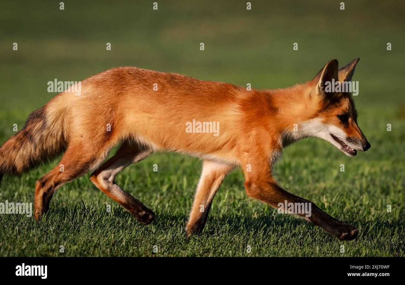 Environment & Forest The red fox Vulpes vulpes is a member of the dog ...