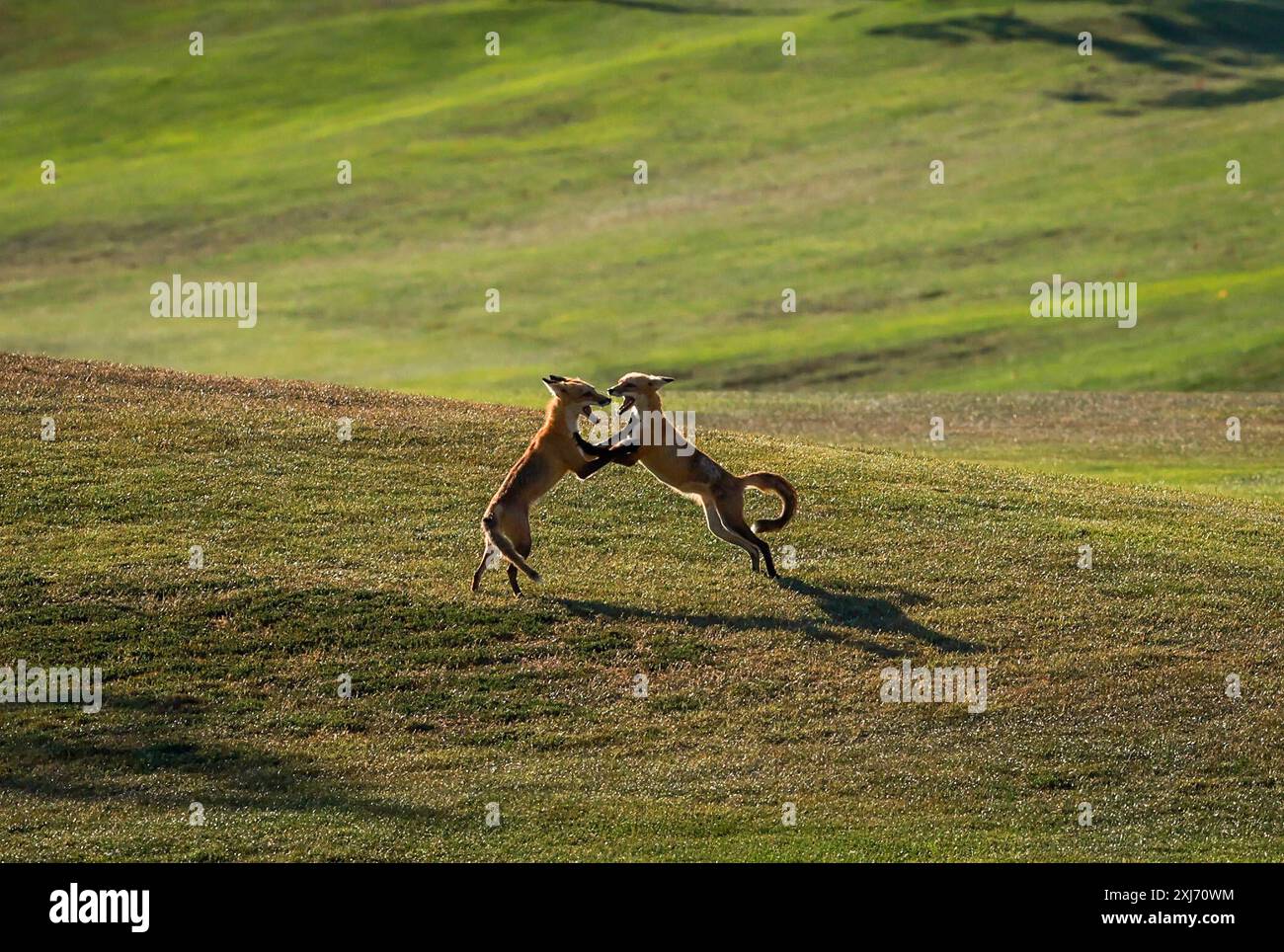 Environment & Forest The red fox Vulpes vulpes is a member of the dog ...