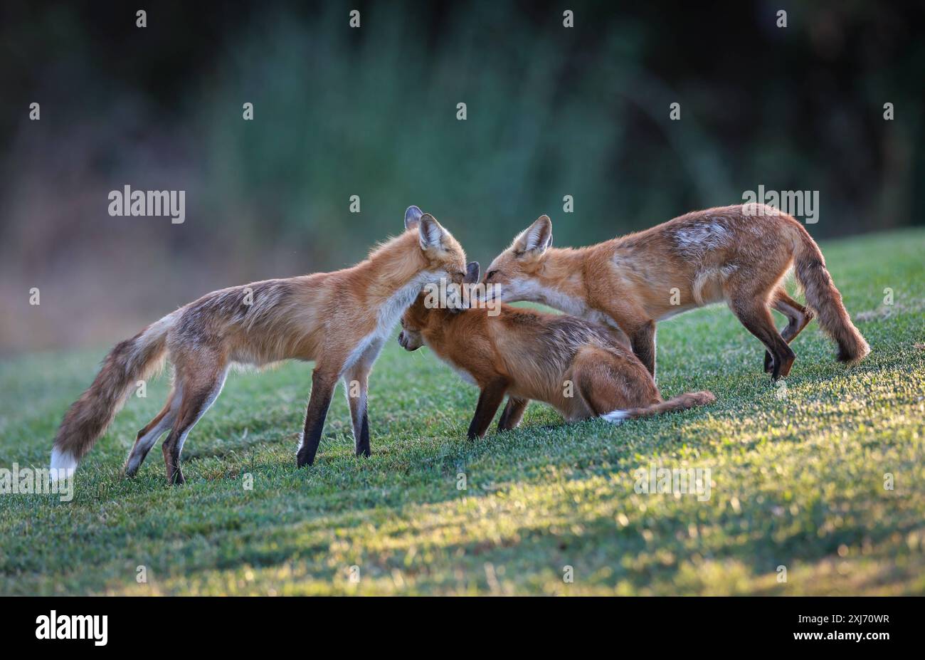 Environment & Forest The red fox Vulpes vulpes is a member of the dog ...