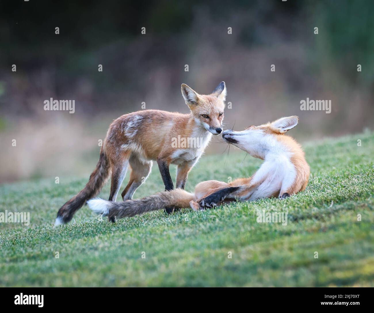 Environment & Forest The red fox Vulpes vulpes is a member of the dog ...