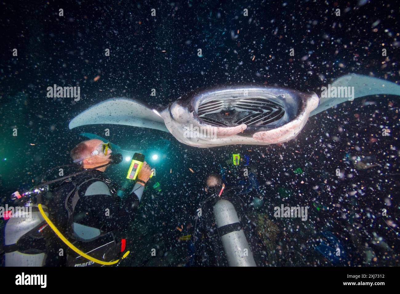 reef manta rays or coastal mantas, Mobula alfredi, feeding frenzy at ...