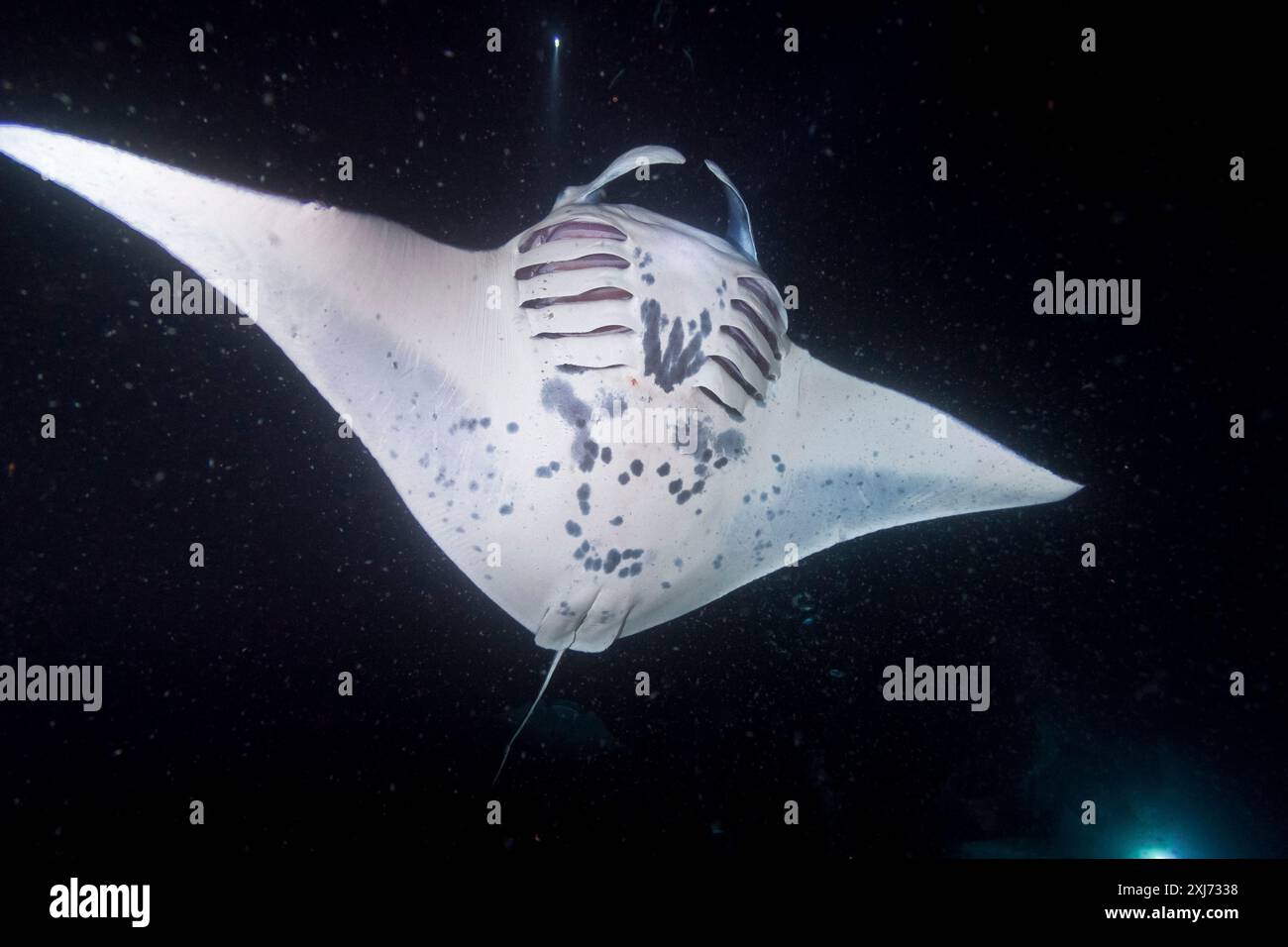 reef manta rays or coastal mantas, Mobula alfredi, feeding frenzy at ...