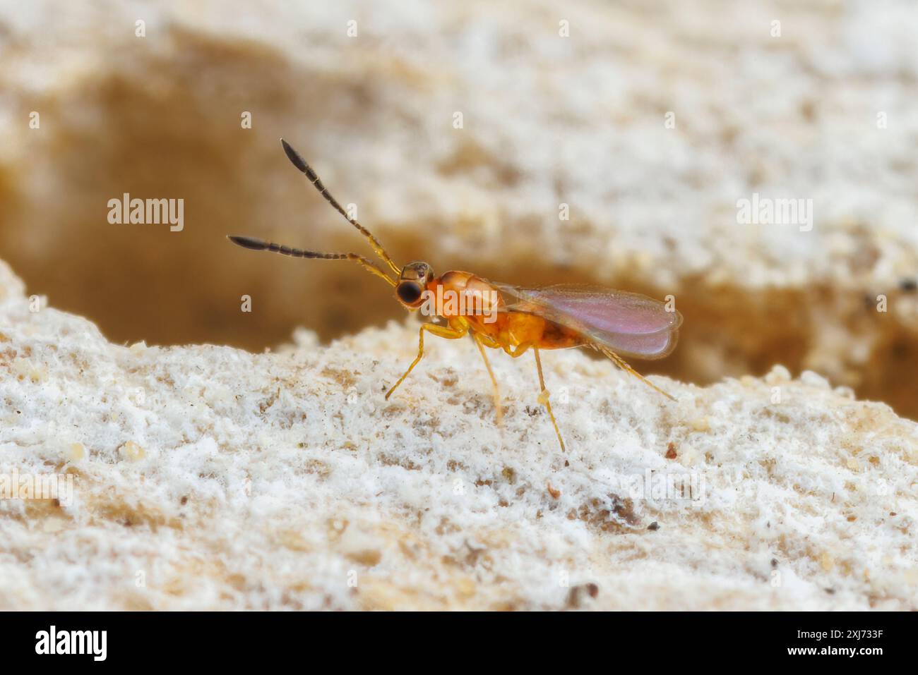 Fairy Wasp (Gonatocerus sp.) - Female Stock Photo - Alamy