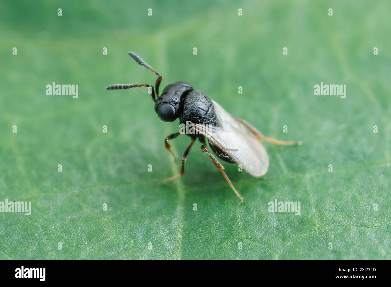 Scelionid Wasp (Trissolcus euschisti) - Female Stock Photo - Alamy
