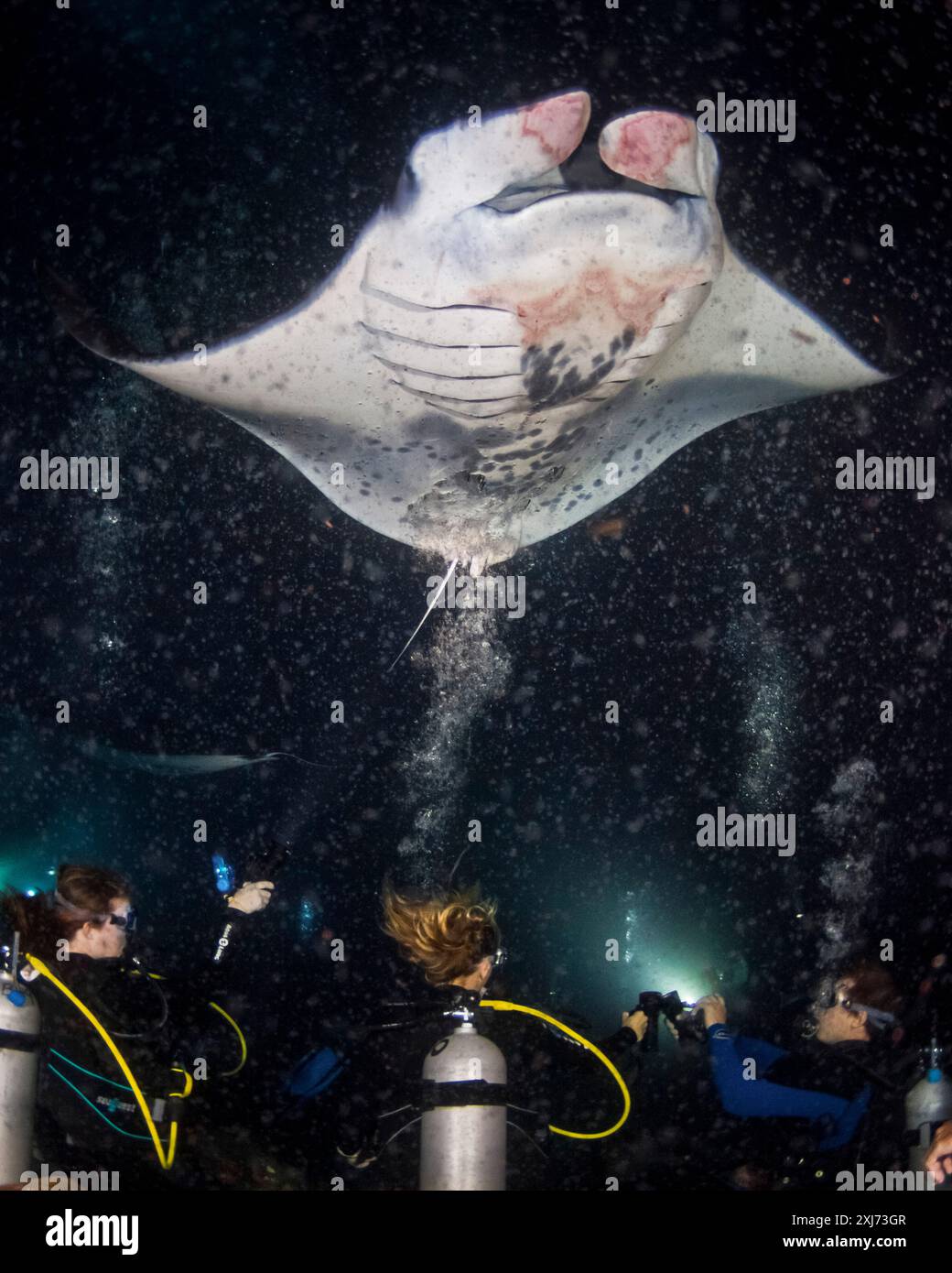 reef manta rays or coastal mantas, Mobula alfredi, feeding frenzy at ...