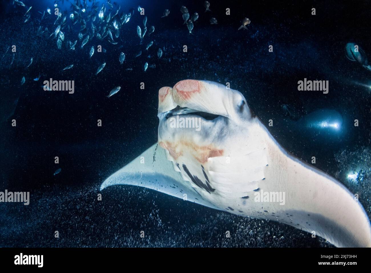 reef manta rays or coastal mantas, Mobula alfredi, feeding frenzy at ...