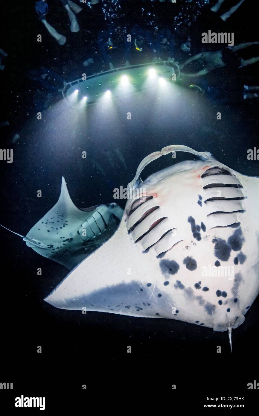 Kona coast hawaii manta ray hi-res stock photography and images - Alamy