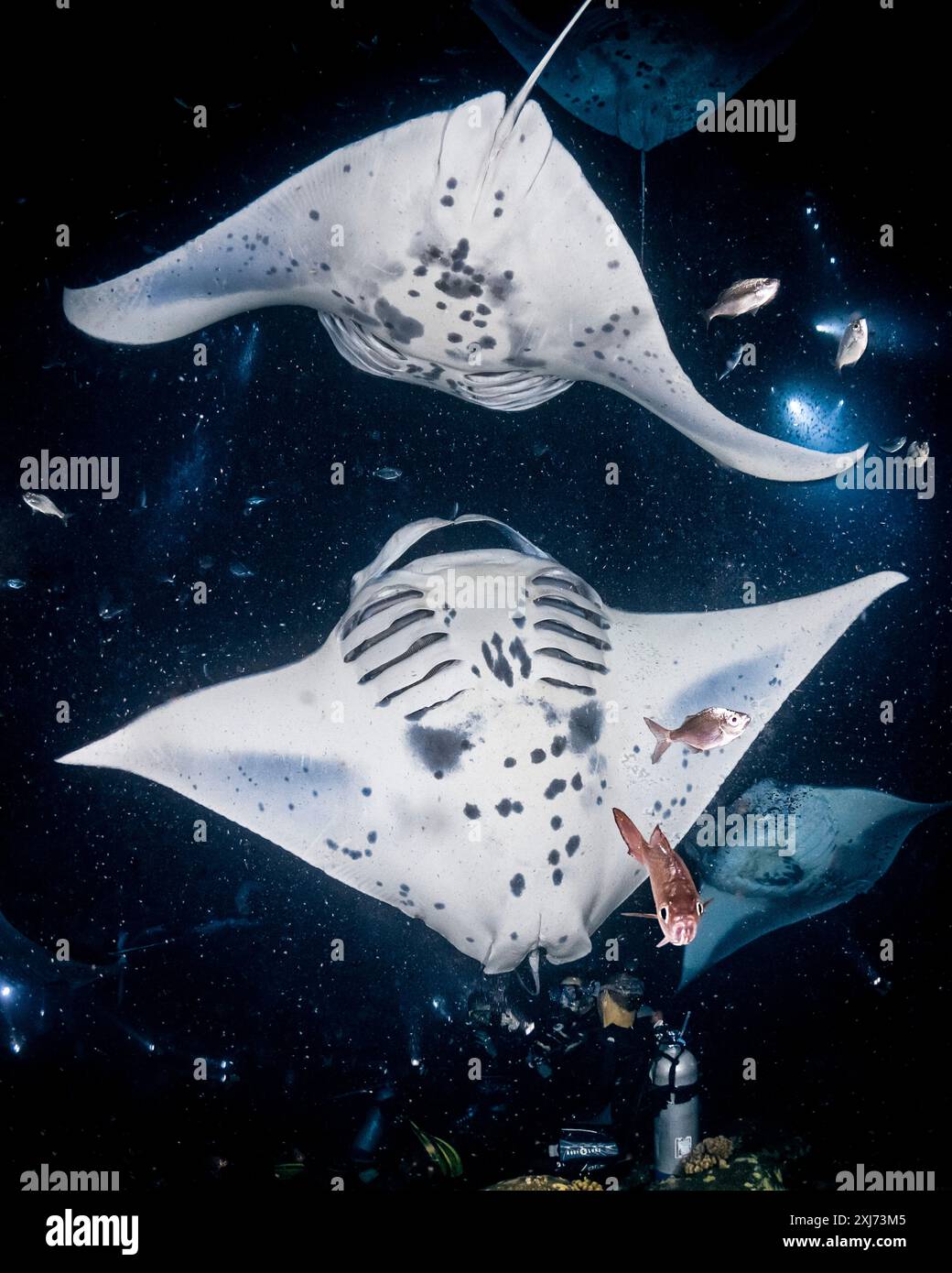 Manta ray night dive hawaii hi-res stock photography and images - Alamy
