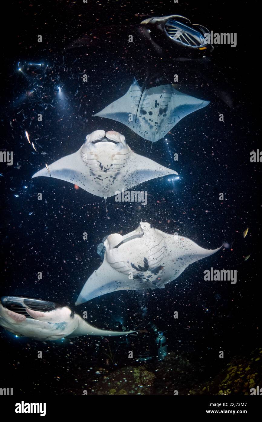 reef manta rays or coastal mantas, Mobula alfredi, feeding frenzy at ...