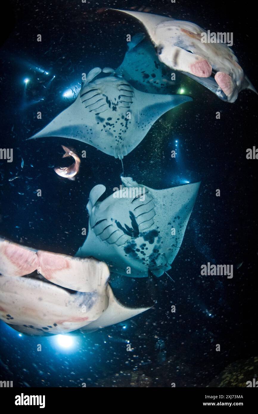 Kona coast hawaii manta ray hi-res stock photography and images - Alamy