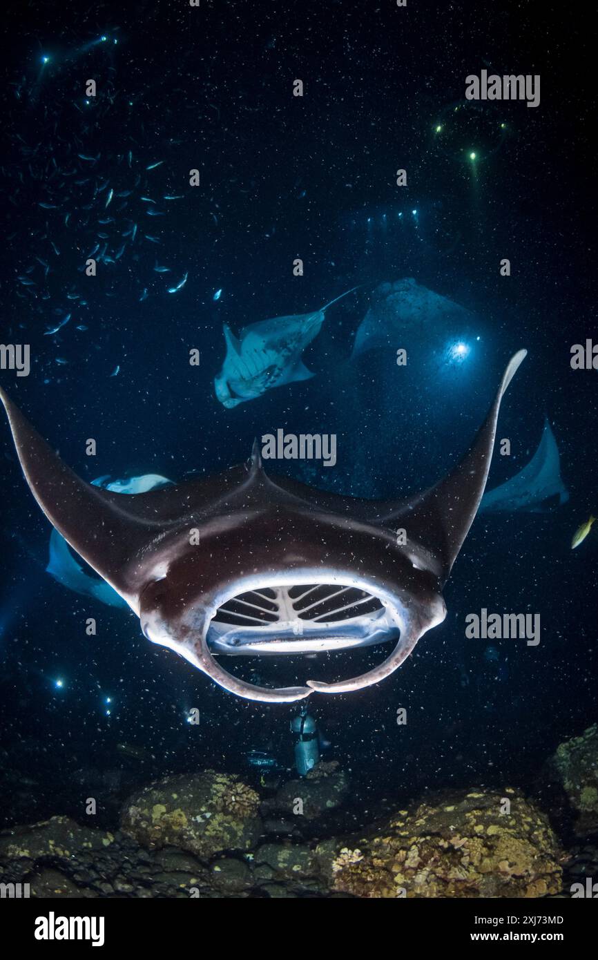 Manta ray eating hi-res stock photography and images - Alamy