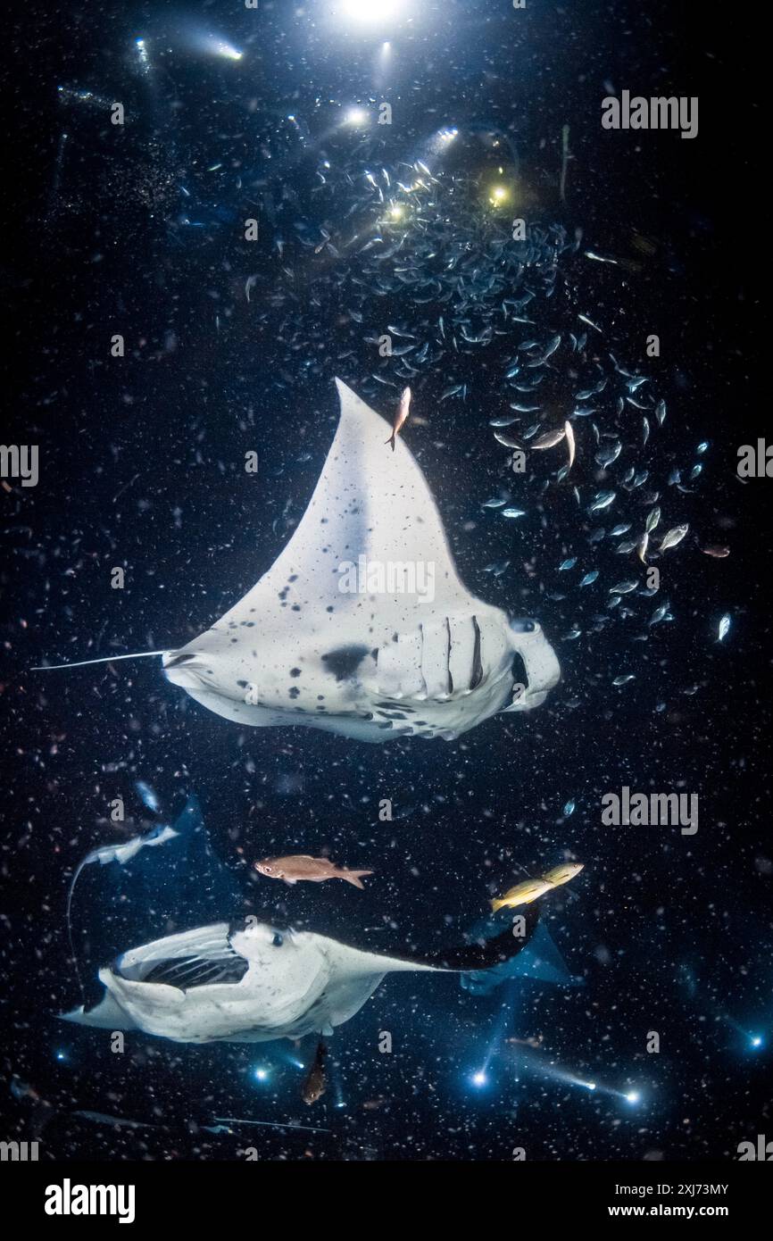 reef manta rays or coastal mantas, Mobula alfredi, feeding frenzy at ...