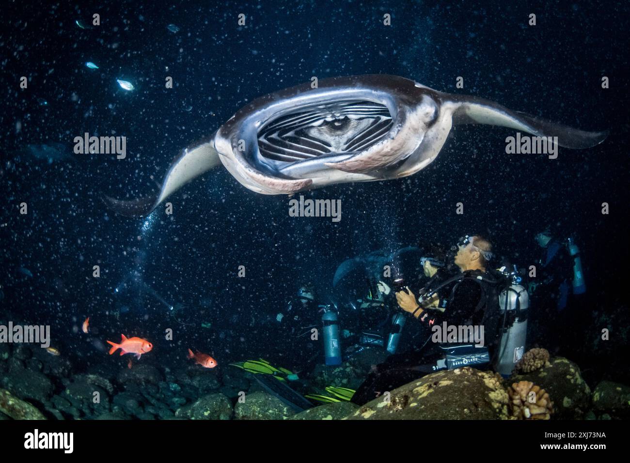 reef manta rays or coastal mantas, Mobula alfredi, feeding frenzy at ...