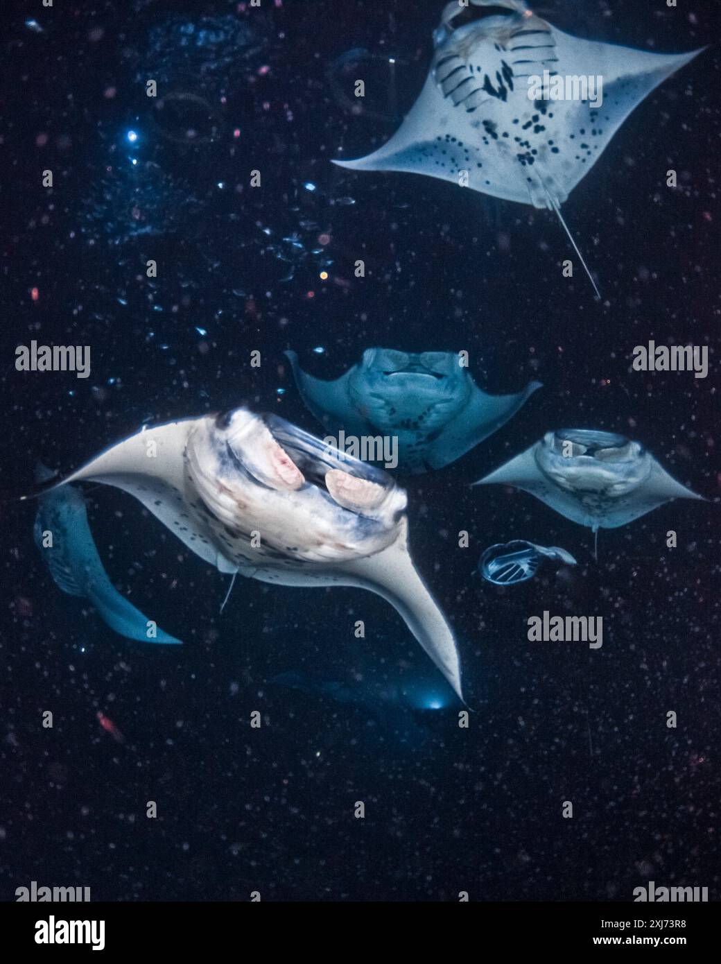 reef manta rays or coastal mantas, Mobula alfredi, feeding frenzy at ...