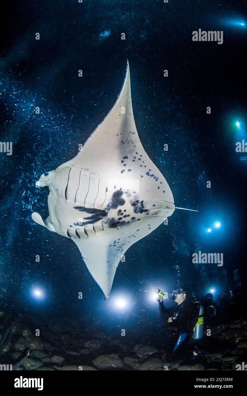 reef manta rays or coastal mantas, Mobula alfredi, feeding frenzy at ...