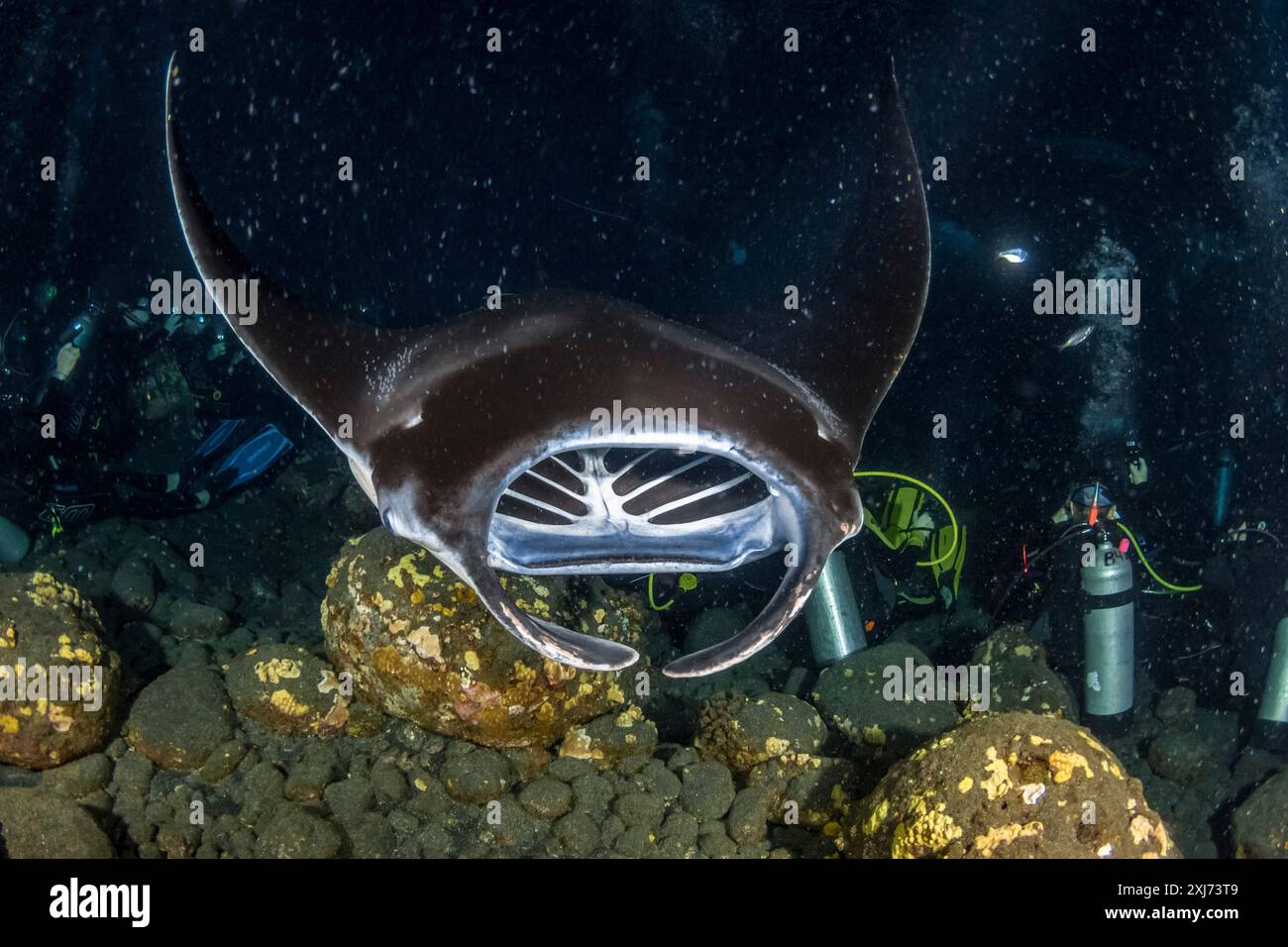 reef manta rays or coastal mantas, Mobula alfredi, feeding frenzy at ...