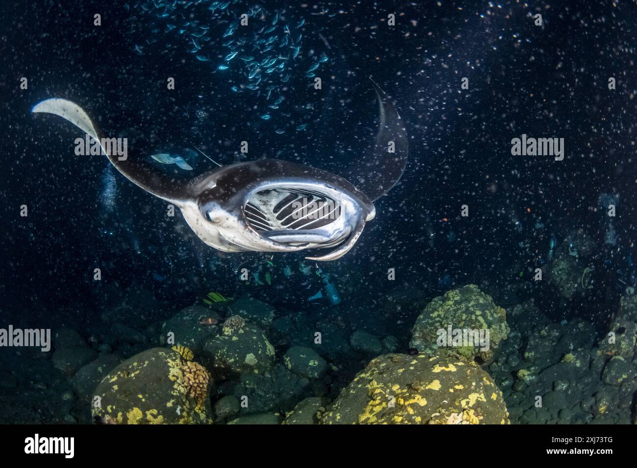 reef manta rays or coastal mantas, Mobula alfredi, feeding frenzy at ...