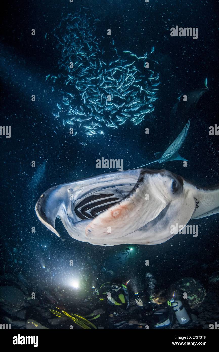 Lights underwater diver hi-res stock photography and images - Alamy