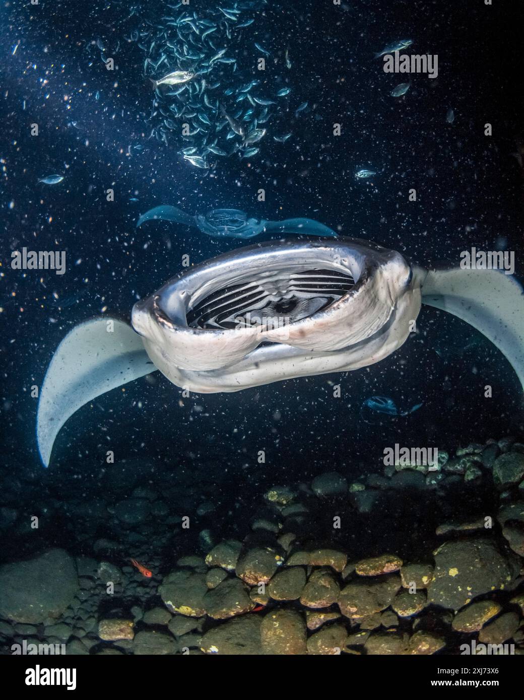 Manta ray eating hi-res stock photography and images - Alamy