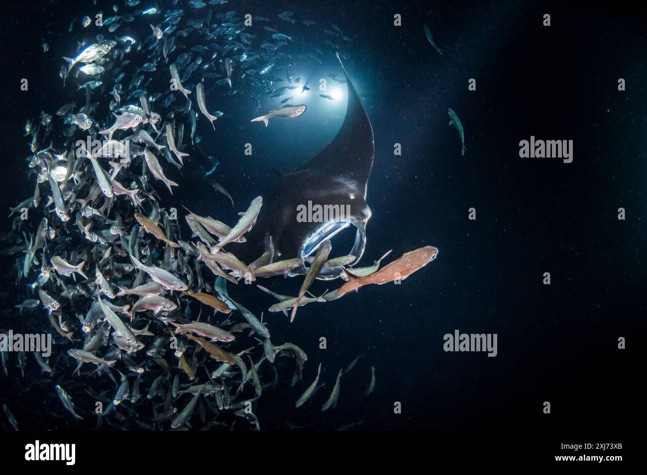 reef manta rays or coastal mantas, Mobula alfredi, feeding frenzy with ...