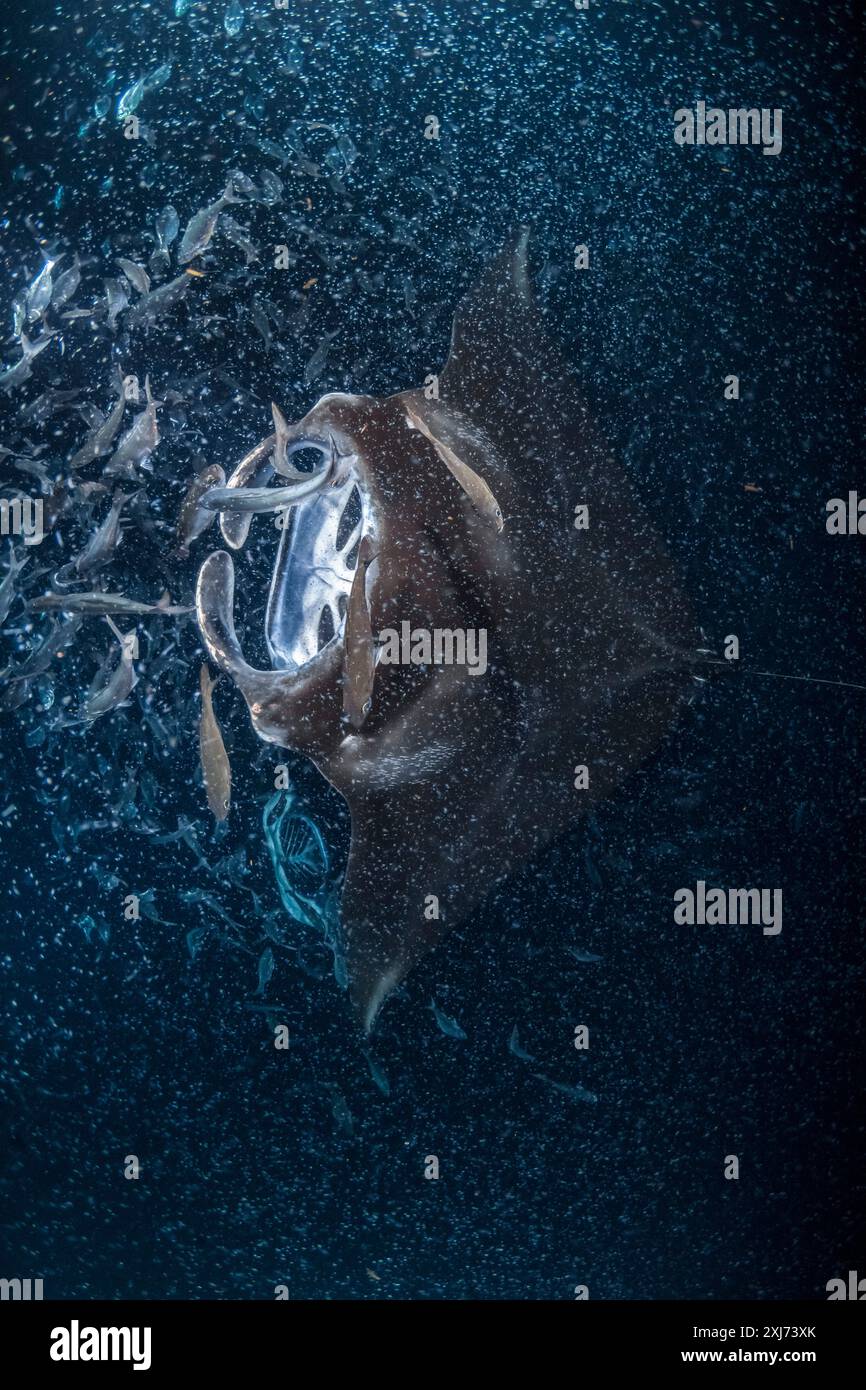 reef manta rays or coastal mantas, Mobula alfredi, feeding frenzy with ...