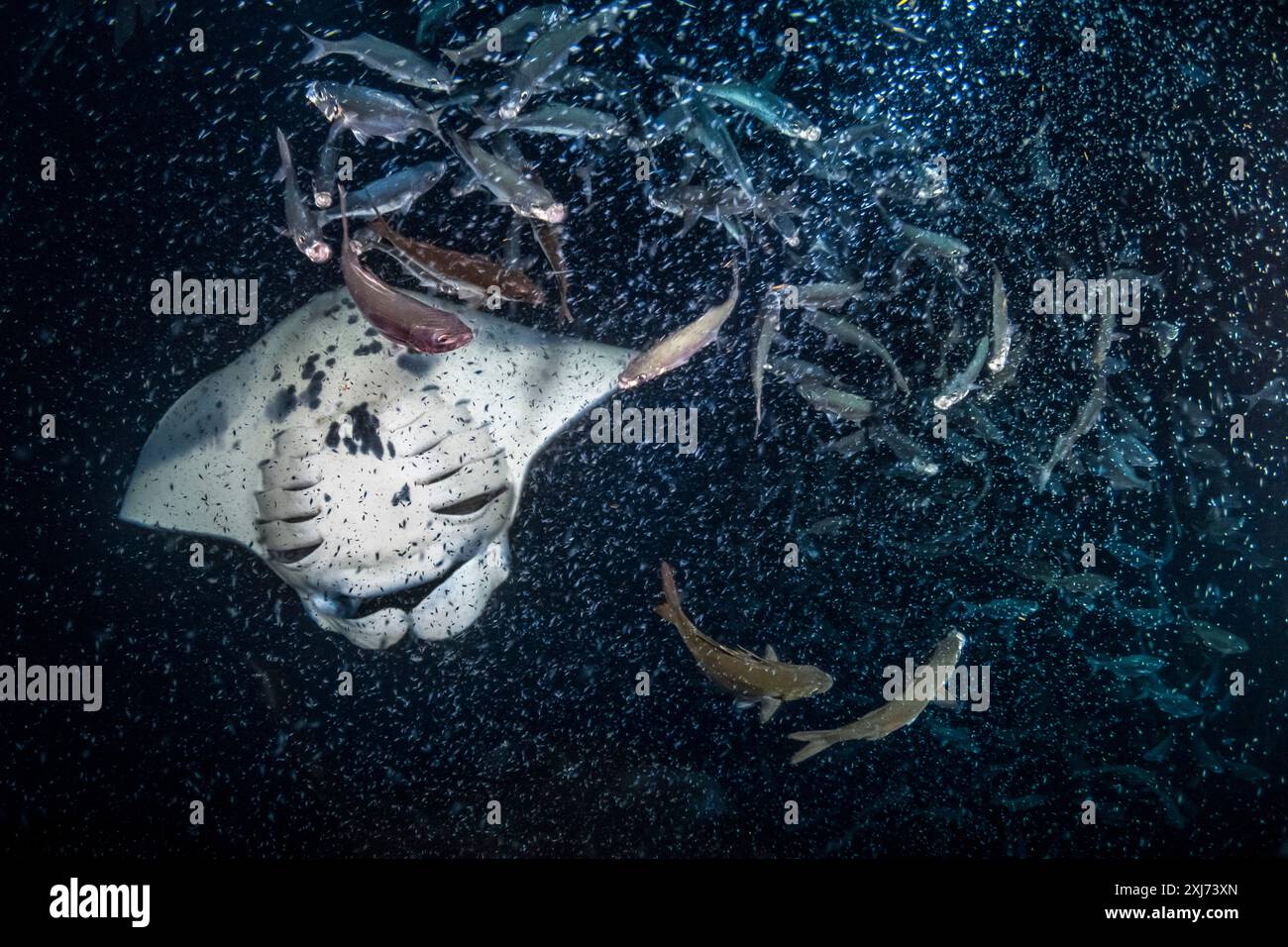 reef manta rays or coastal mantas, Mobula alfredi, feeding frenzy with ...
