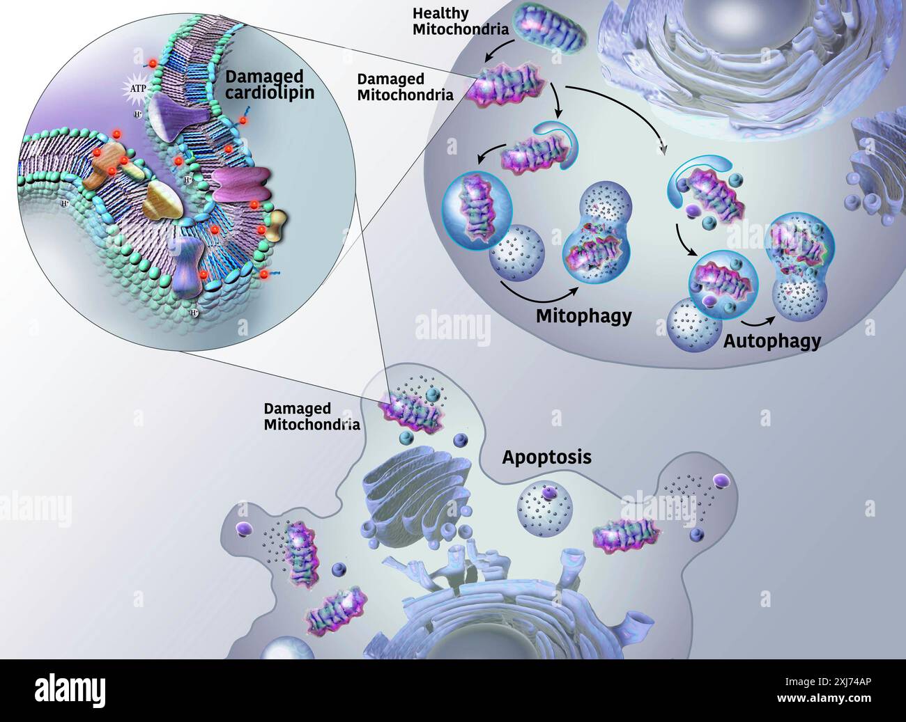 Cellular autophagy and mitophagy. Illustration showing the mechanism by ...