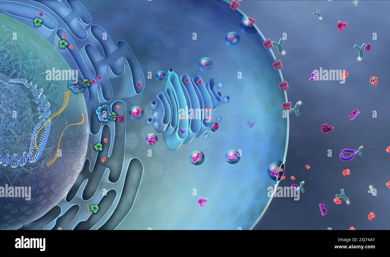 Protein synthesis and transport, illustration. DNA (deoxyribonucleic ...
