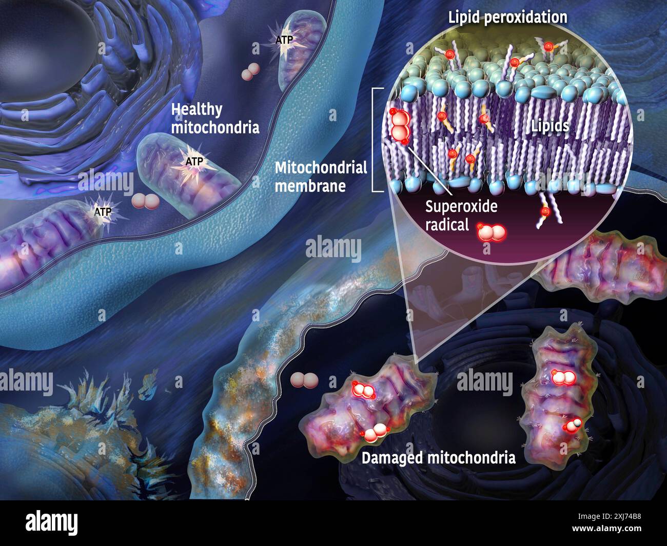 Illustration showing damage to a mitochondrial membrane by lipid ...
