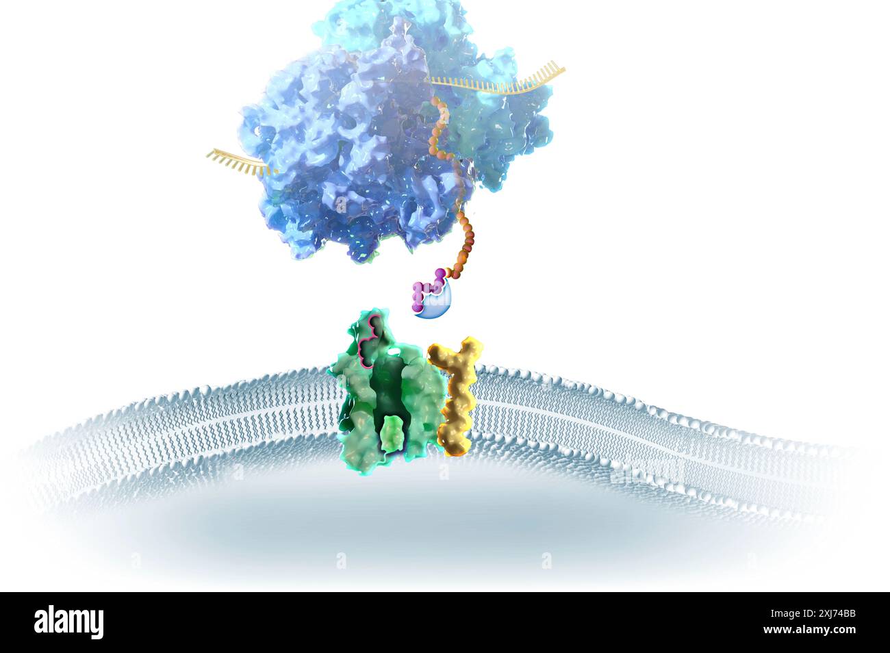 Illustration of a ribosome (blue) presenting a newly synthesised ...