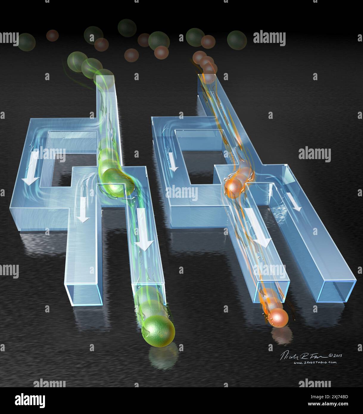 Illustration of a microfluidic circuit that can automatically sort deformable particles based on ...