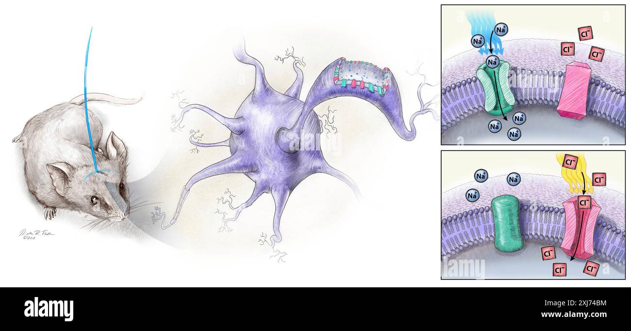 Optogenetics. Illustration of ion channels (green and pink) in a mouse ...