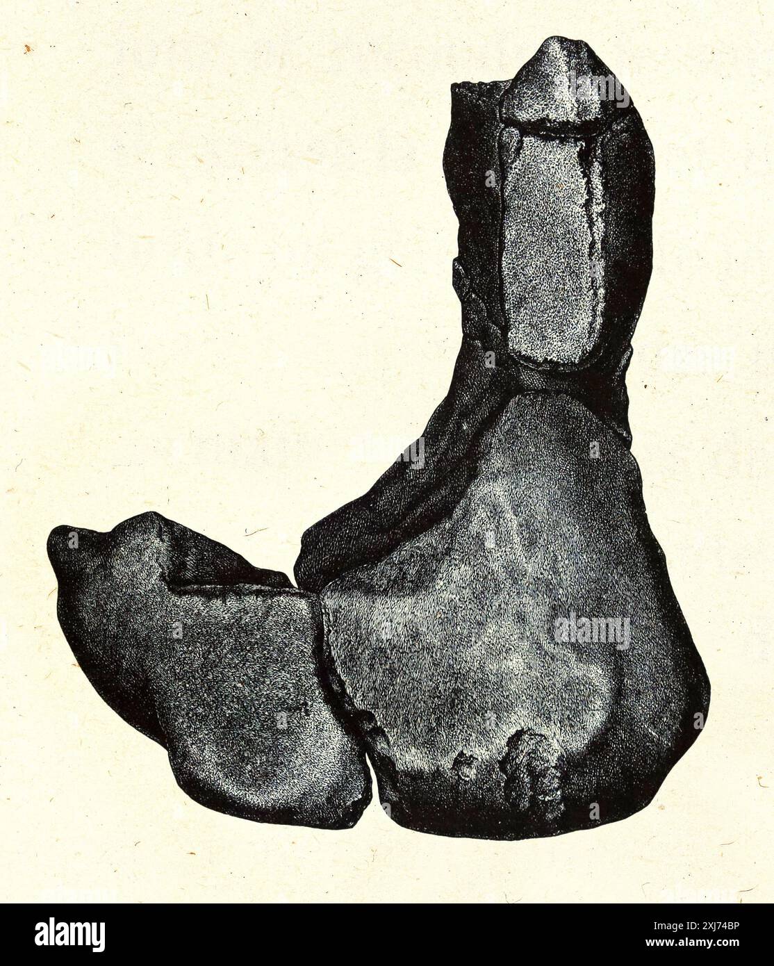 Illustration of the four Butsura meteorite fragments found in Bihar ...