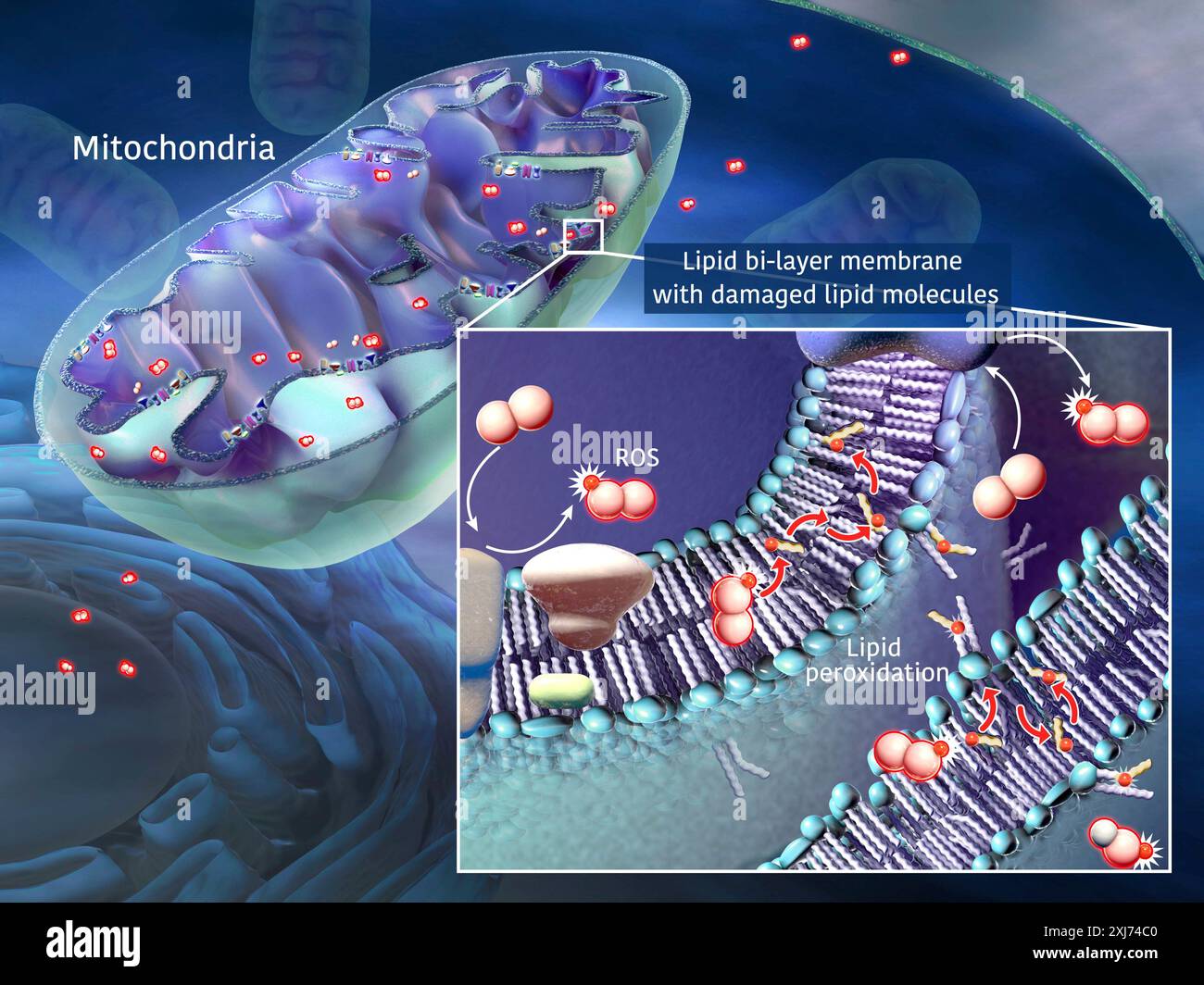 Illustration showing damage to a mitochondrial membrane by lipid ...