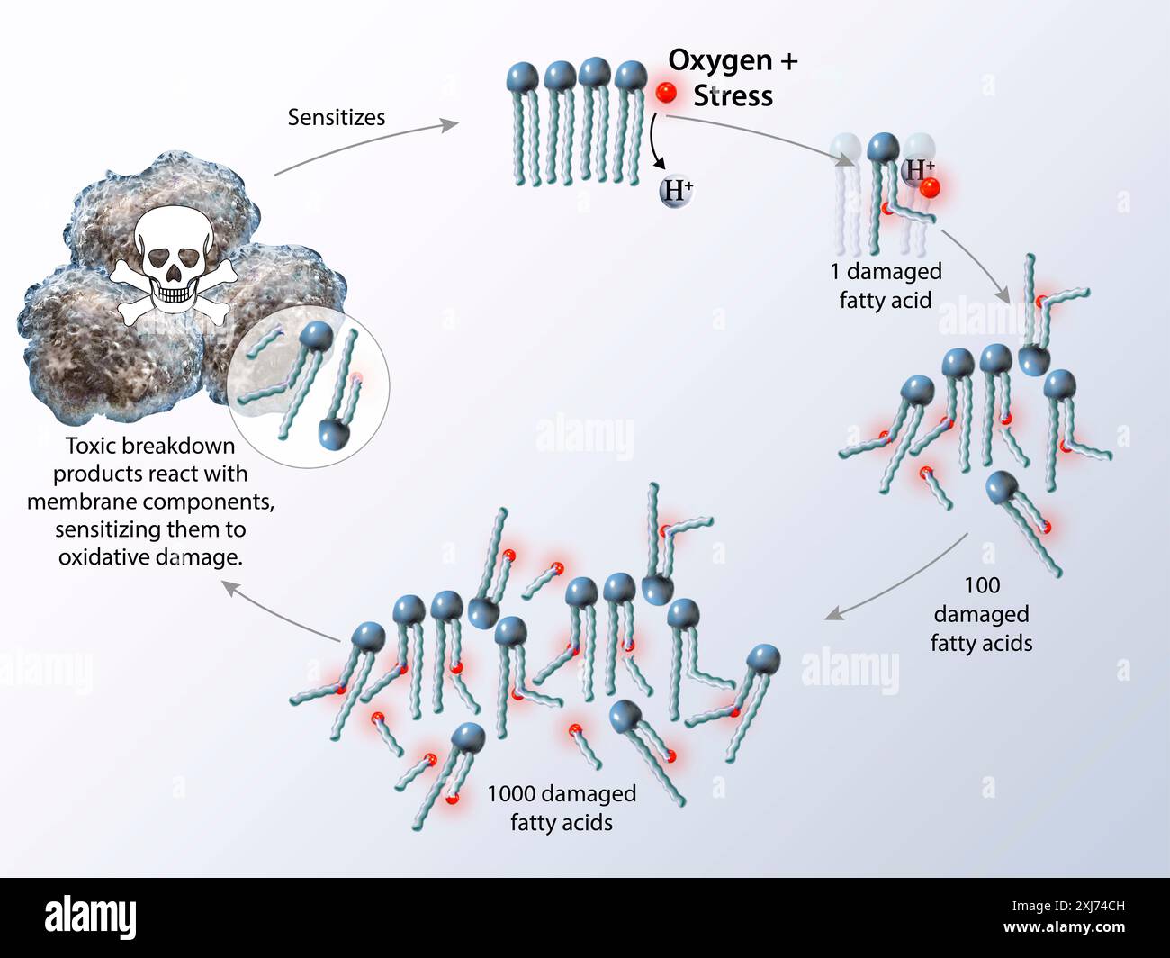 Illustration showing damage to fatty acids from a cell membrane by free ...