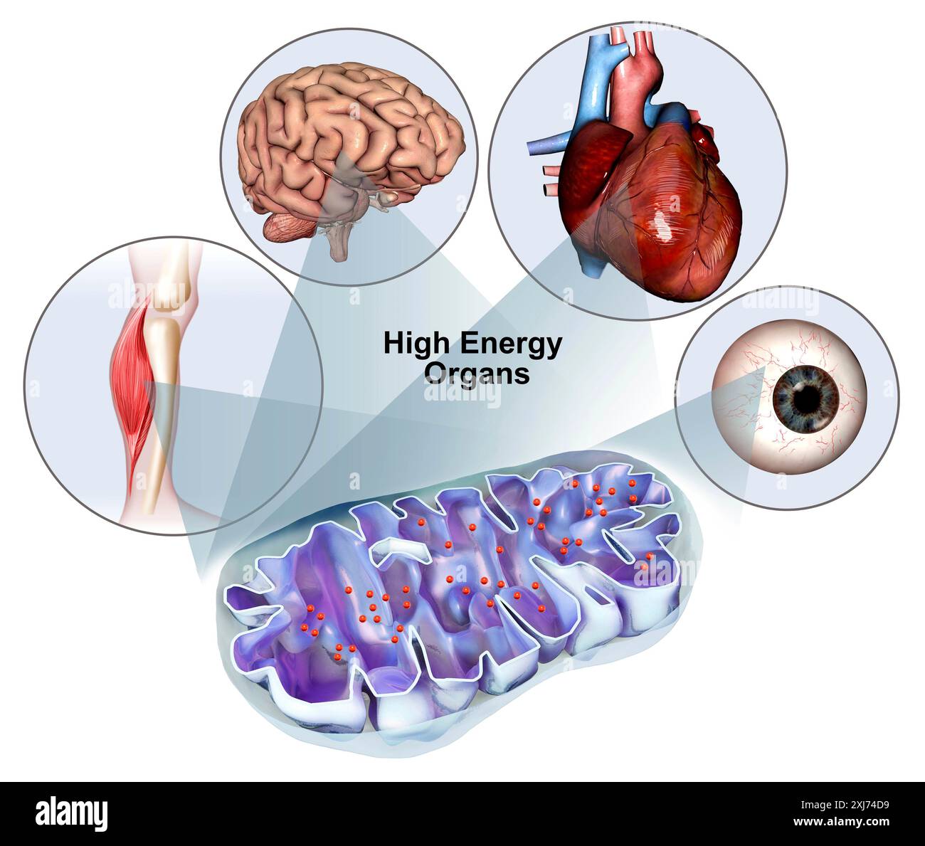 High energy organs, illustration. Clockwise from left centre are ...