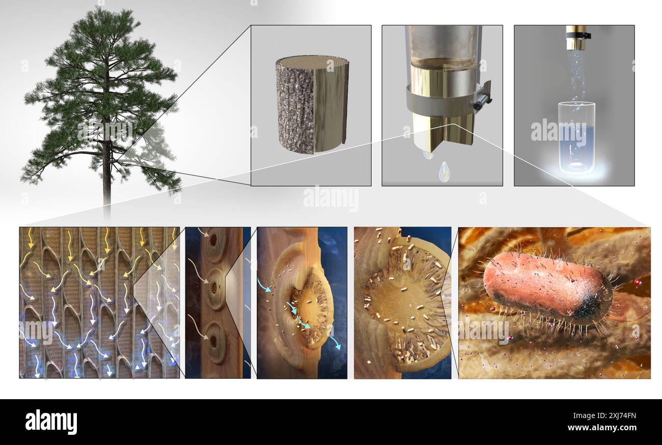Using xylem tissue to filter water, illustration. Xylem tissue (shown ...