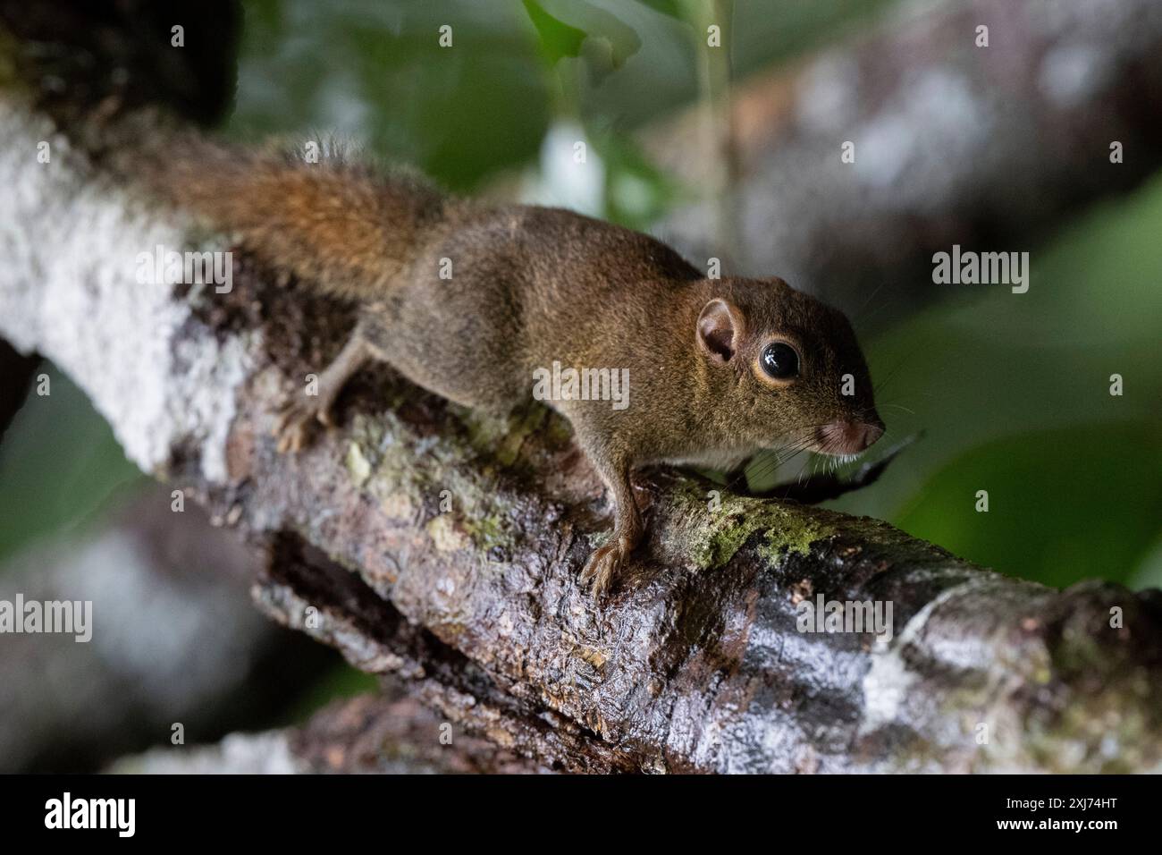 Bornean pygmy squirrel (Exilisciurus exilis). Photographed in Tanjung ...