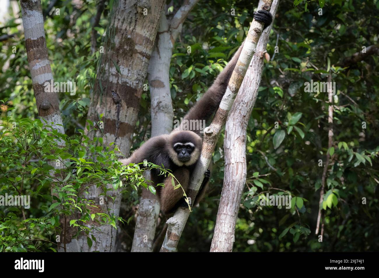 Bornean white bearded gibbon (Hylobates albibarbis). Photographed in ...