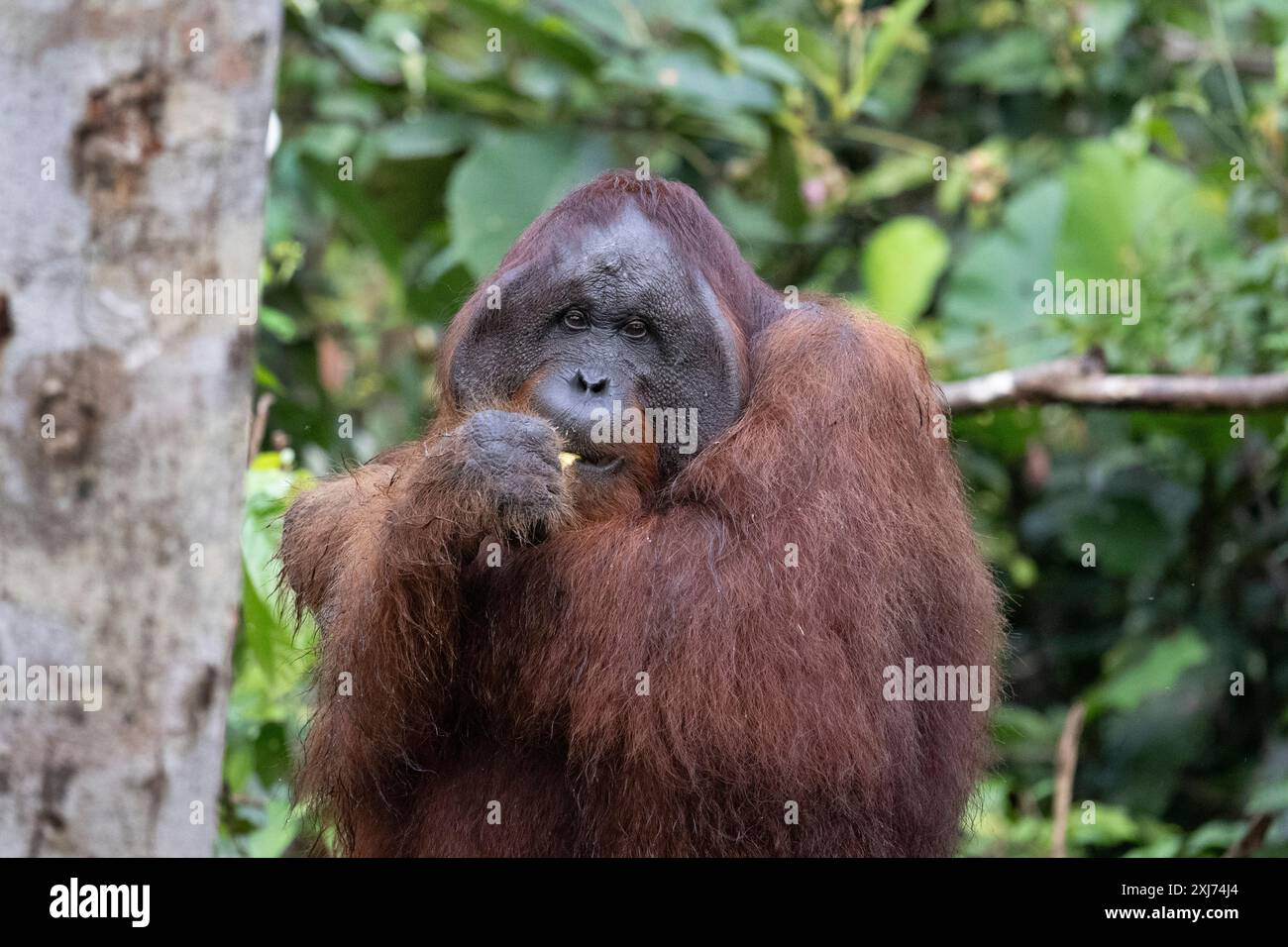 Adult flanged male Bornean orangutan (Pongo Pygmaeus). Although flanged ...