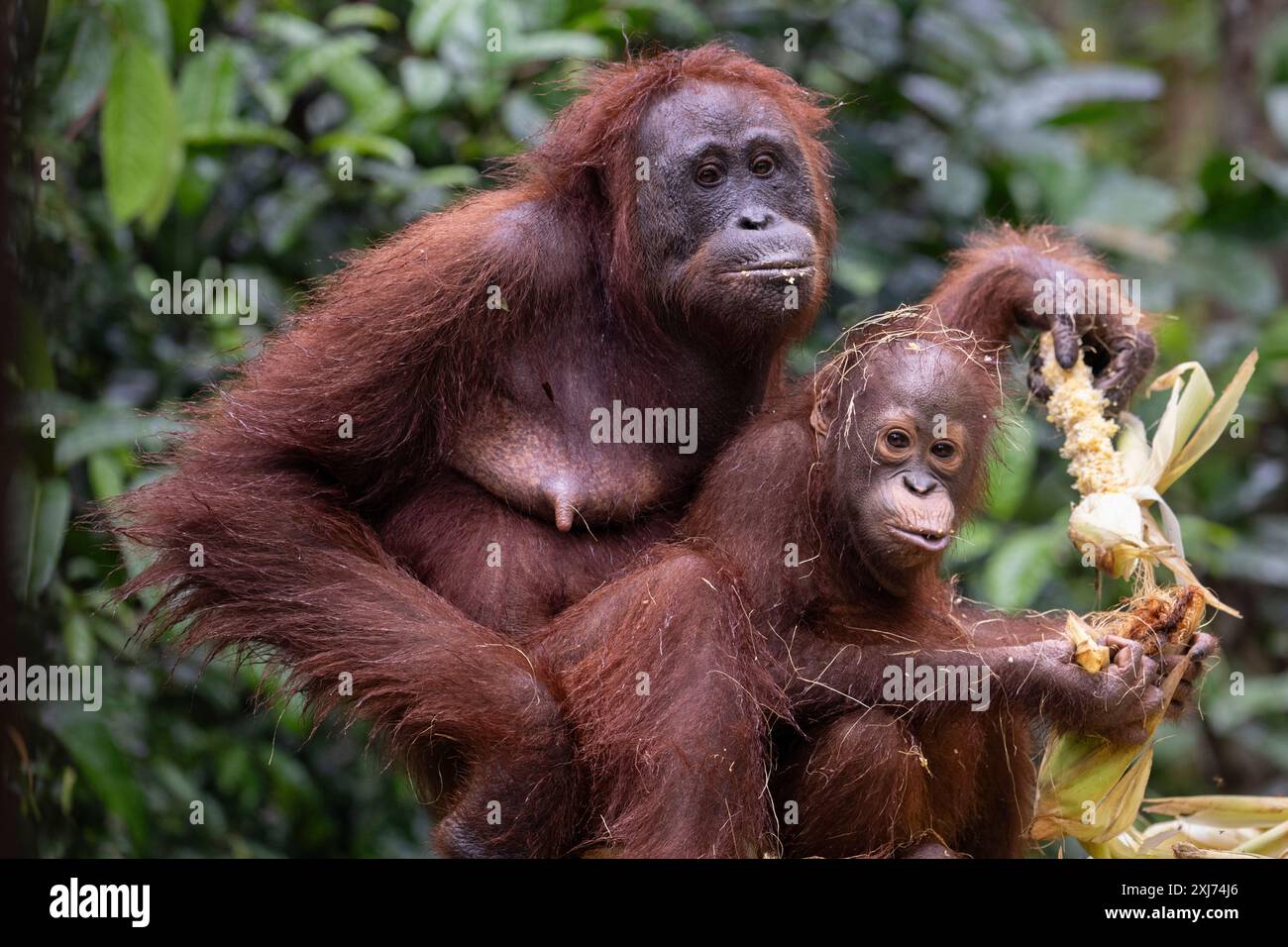 Female Bornean orangutan (Pongo Pygmaeus), with her infant, consuming ...